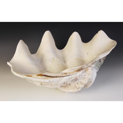 NATURAL HISTORY INTEREST: A half clam shell of large proport... | Barnebys