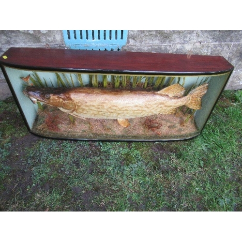 A taxidermy model of a pike, with a smaller fish in its mout... | Barnebys