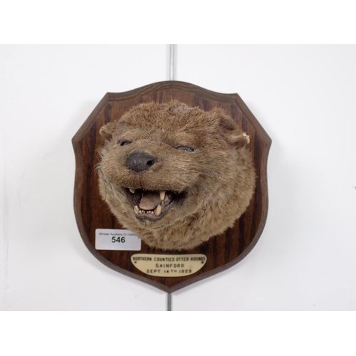 A taxidermy Otter Mask on oak shield bearing ivorine label r... | Barnebys