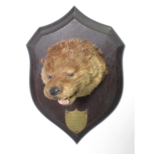 A taxidermy Otter Mask on oak shield by Raine of Carlisle on... | Barnebys