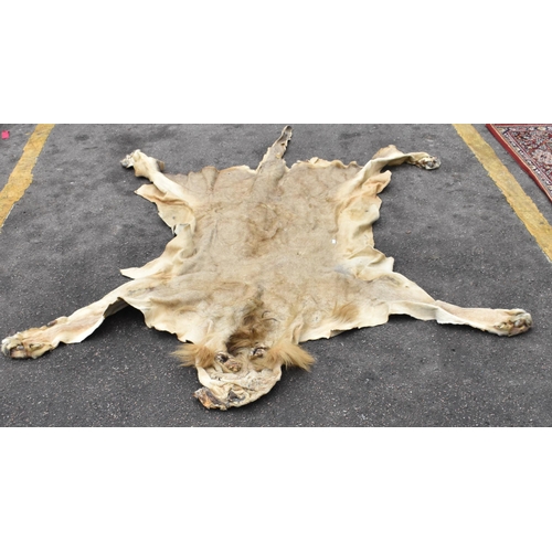 Taxidermy: An early 20th century male lion skin rug, 222h x ... | Barnebys