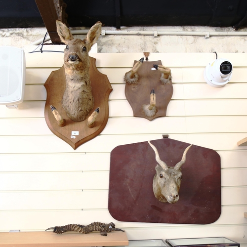 TAXIDERMY - 3 wall-mounted displays, including doe deer head... | Barnebys