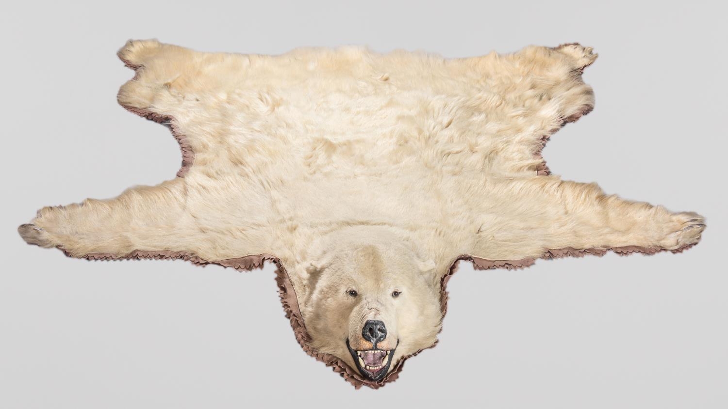 A 20TH CENTURY TAXIDERMY POLAR BEAR SKIN RUG WITH MOUTED HEAD. The ...