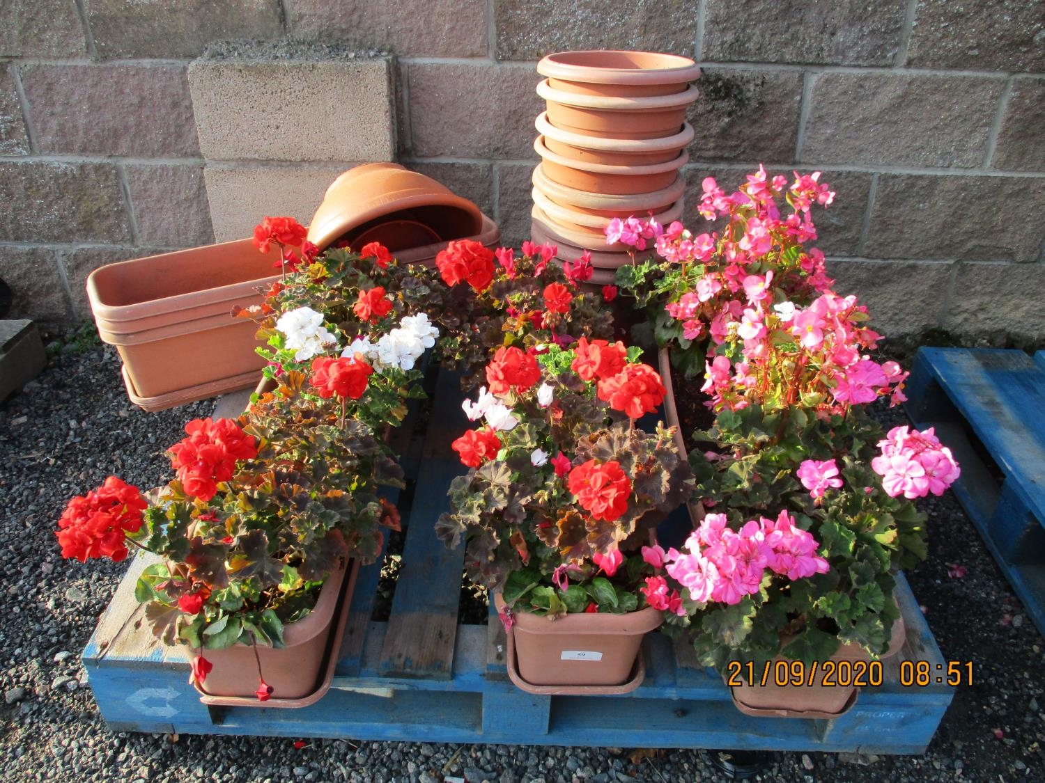 Three troughs of Geranium and Begonia together with a quantity of other ...
