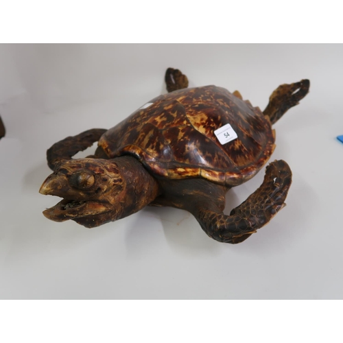 Taxidermy - a preserved and mounted turtle, circa 1900, 90in... | Barnebys